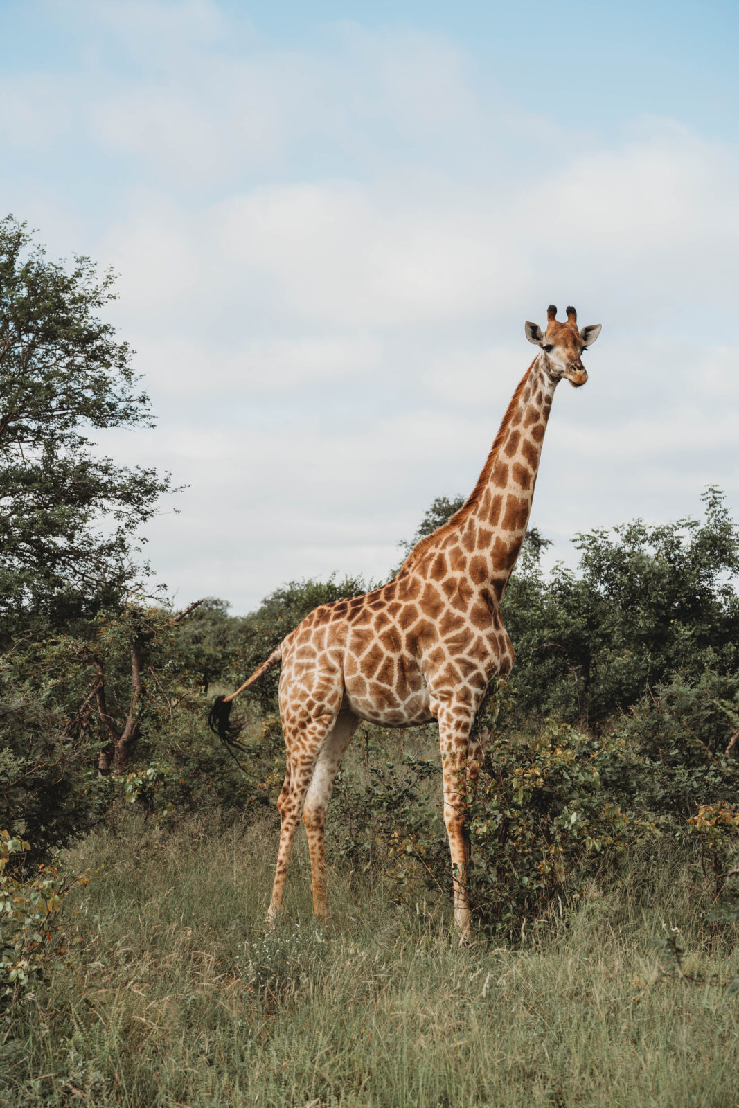 How to Elope on a South African Safari - coridiannephotography.com