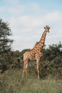 How to Elope on a South African Safari - coridiannephotography.com